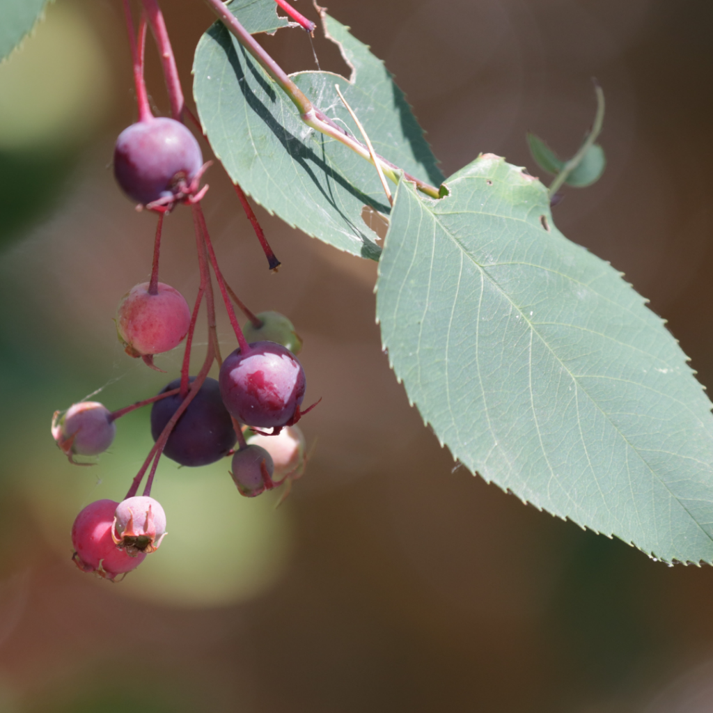 Tree of the Month - Serviceberry - Cherokee Tree Care