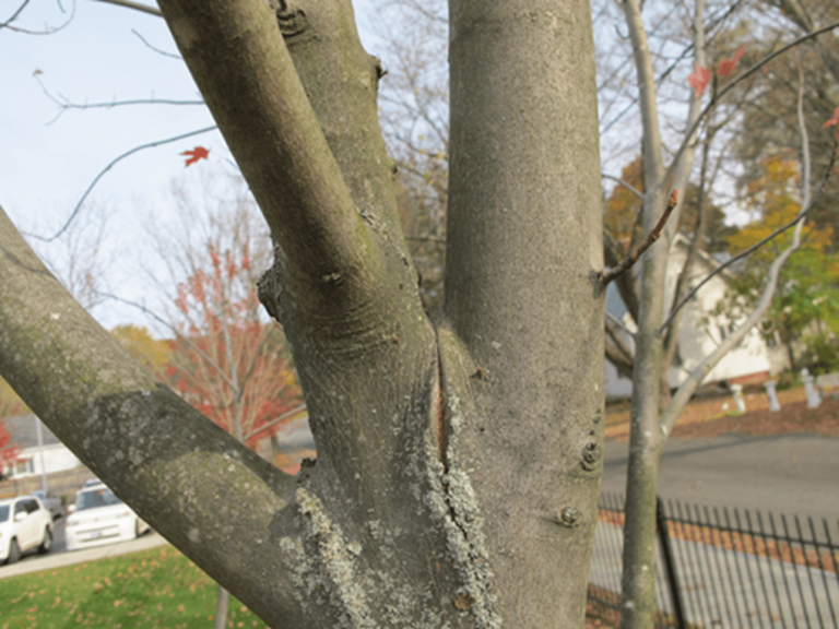 Common Problems with Red Maples - Cherokee Tree Care