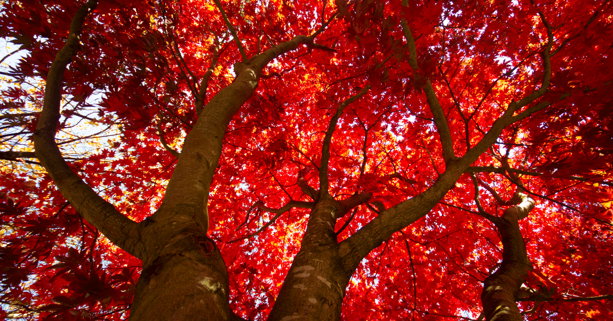 Tree Preservation Plan - Cherokee Tree Care