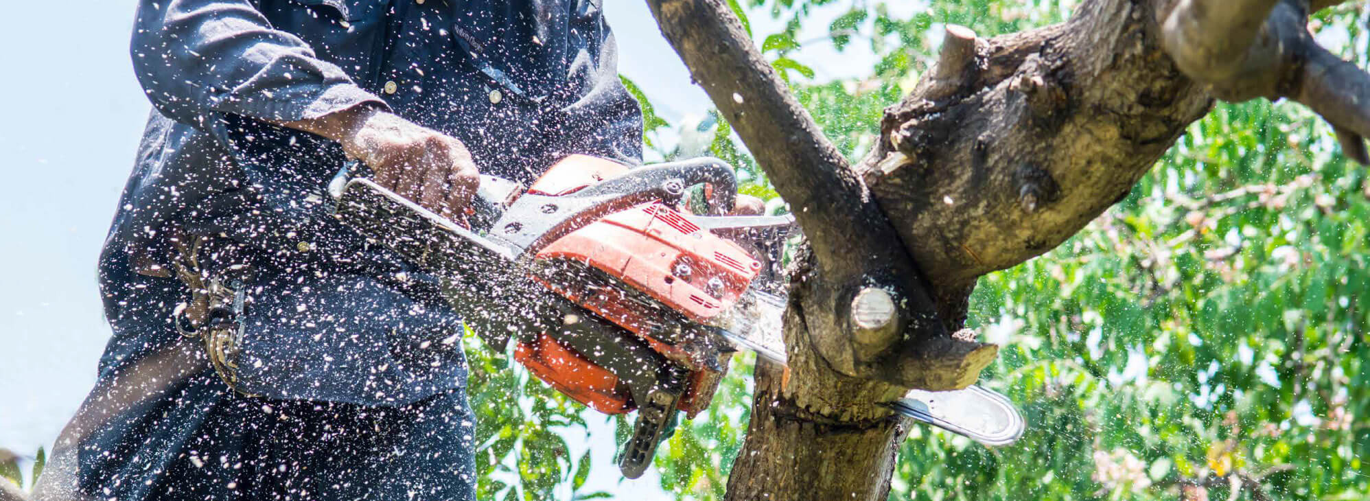 Tree Trimming & Pruning Services - Cherokee Tree Care
